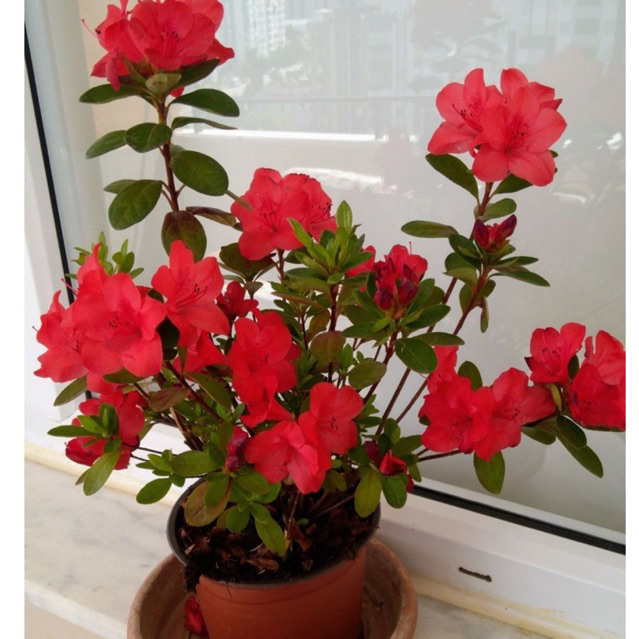 Jual ( RIMBUN ) Tanaman Hias Azalea Bunga Merah (Azalea Red Bird ...