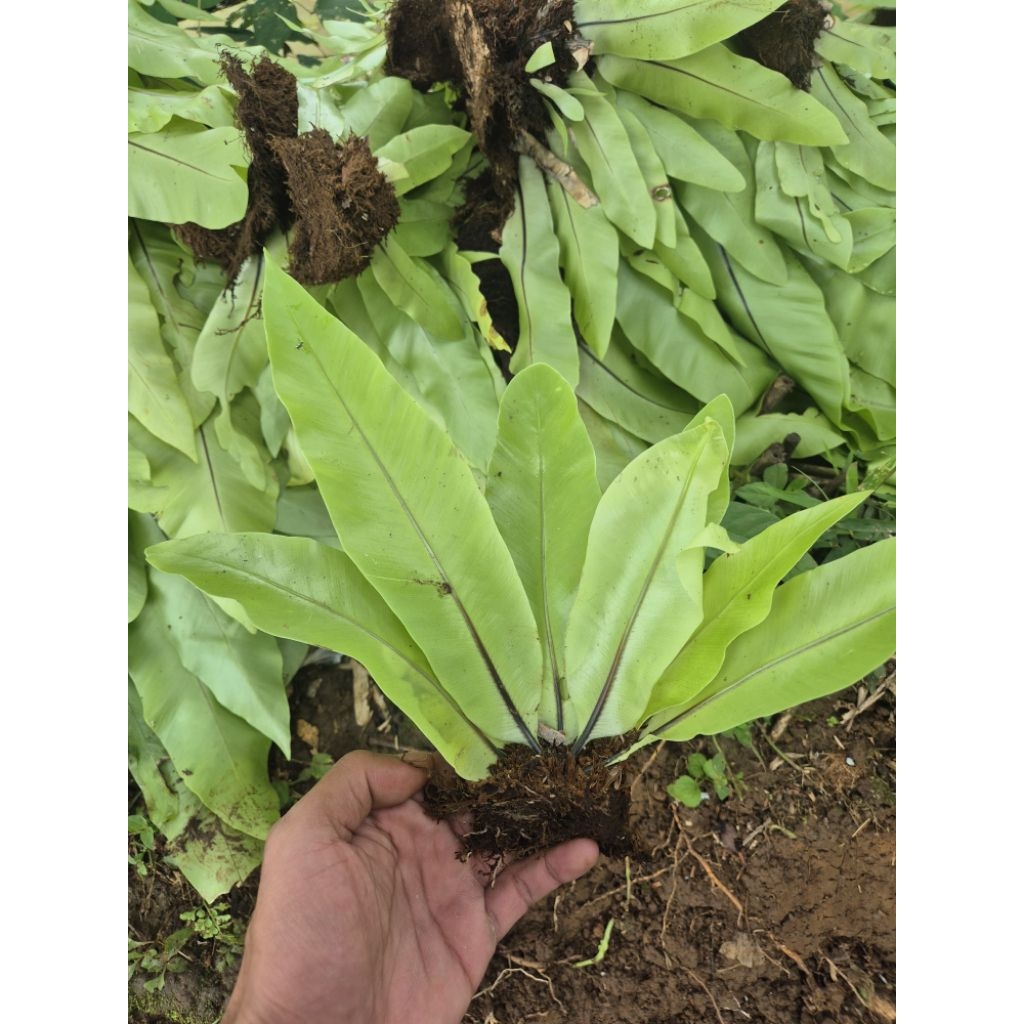 Jual Aviary Mini Terlengkap & Harga Terbaru Juni 2026 | Shopee Indonesia