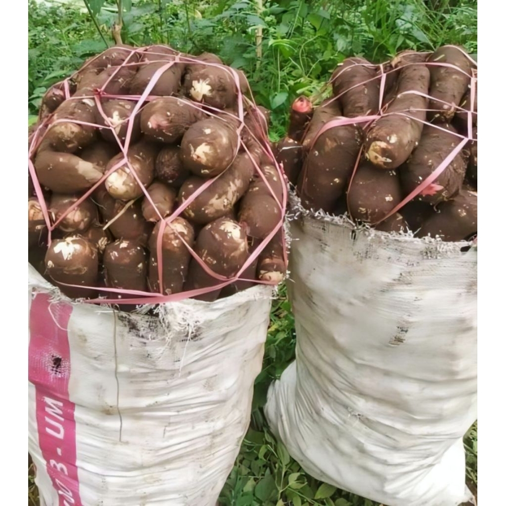 Jual Umbi Talas Mbote 1 Kg Ukuran BESAR | Shopee Indonesia