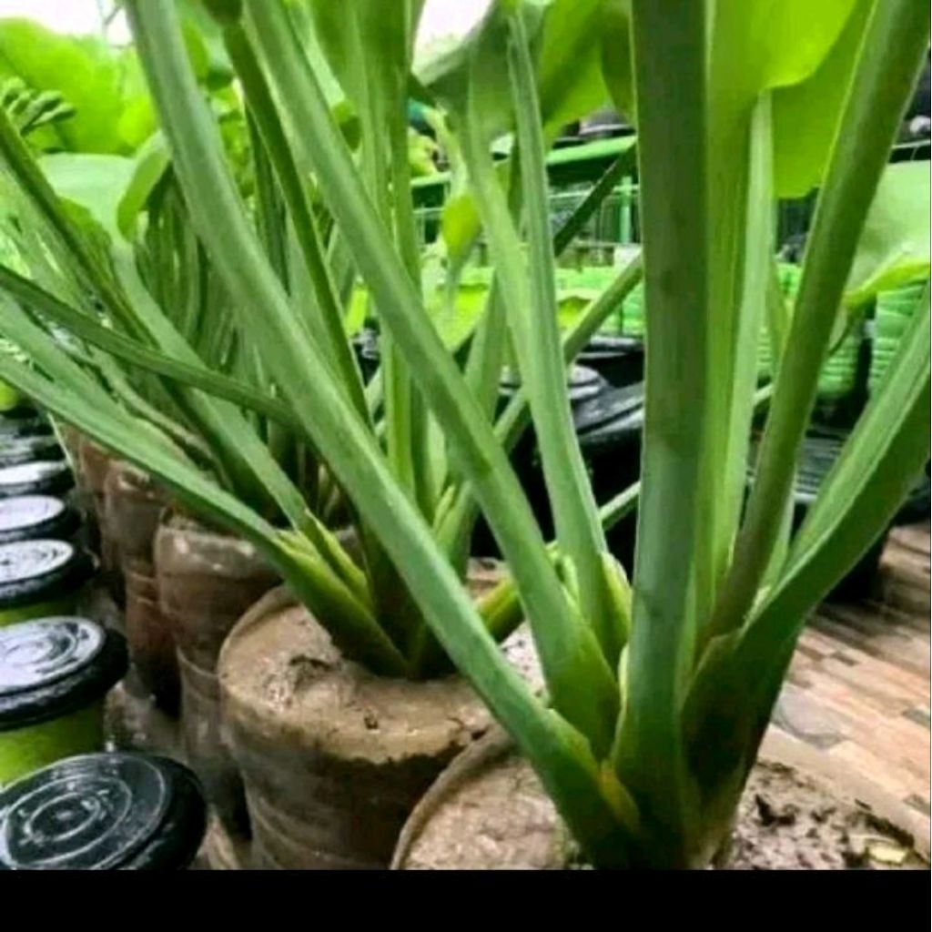 Jual Biji benih sayuran genjer gendot | Shopee Indonesia
