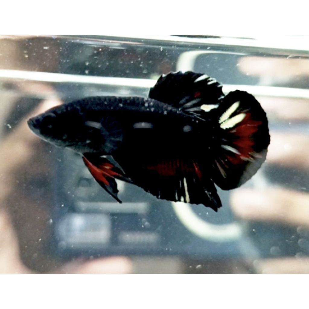 Jual PLAKAT AVATAR COOPER VAMPIRE | Shopee Indonesia