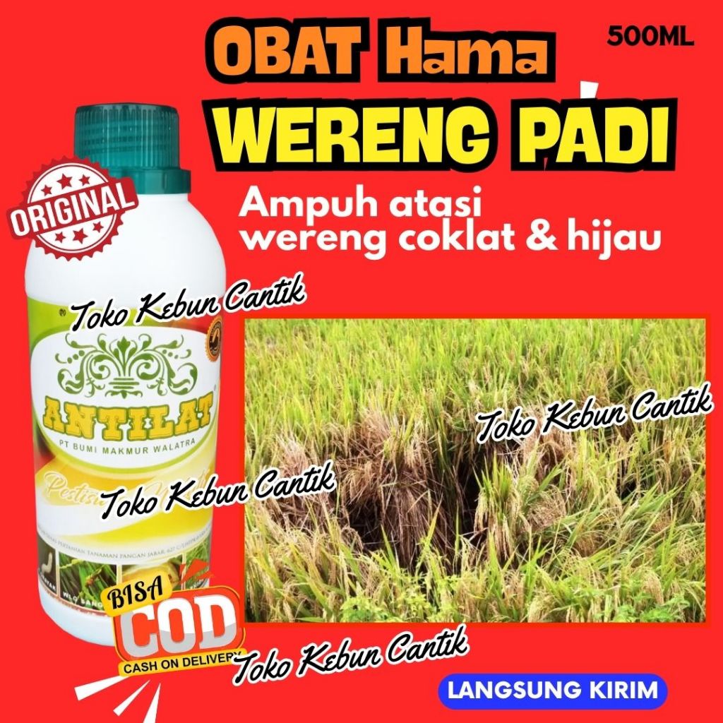 Jual Obat Wereng Padi ANTILAT 500ML Solusi Petani Atasi Wereng Tanpa ...