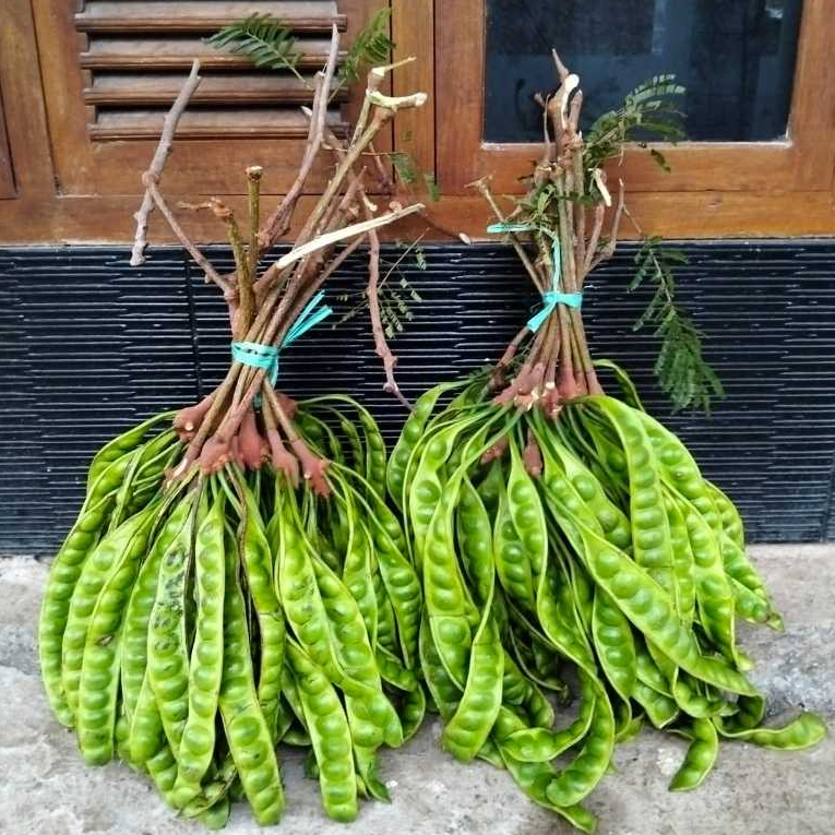 Jual PETE FRESH 10 LONJOR / PETE 10 PAPAN ENAK ( REKOMENDASI HANYA AREA ...
