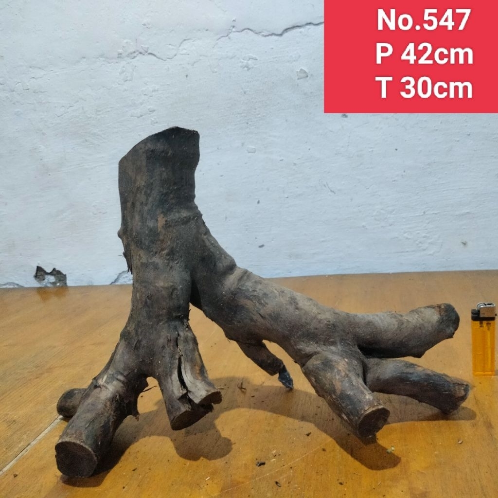 Jual akar santigi laut kayu santigi laut akar dekorasi aquascape ...