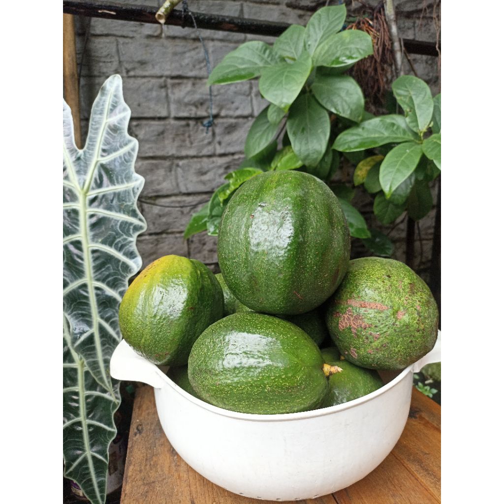 Jual Alpukat Premium Kendil atau Markus Jumbo asli Kediri Jawa Timur ...