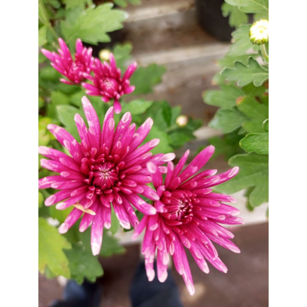 Jual Bunga Krisan Spider Pink Hidup | Tanaman Hias Sudah Berbunga ...