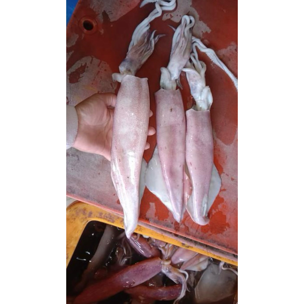 Jual Cumi Segar Bangka/Jumbo | Shopee Indonesia