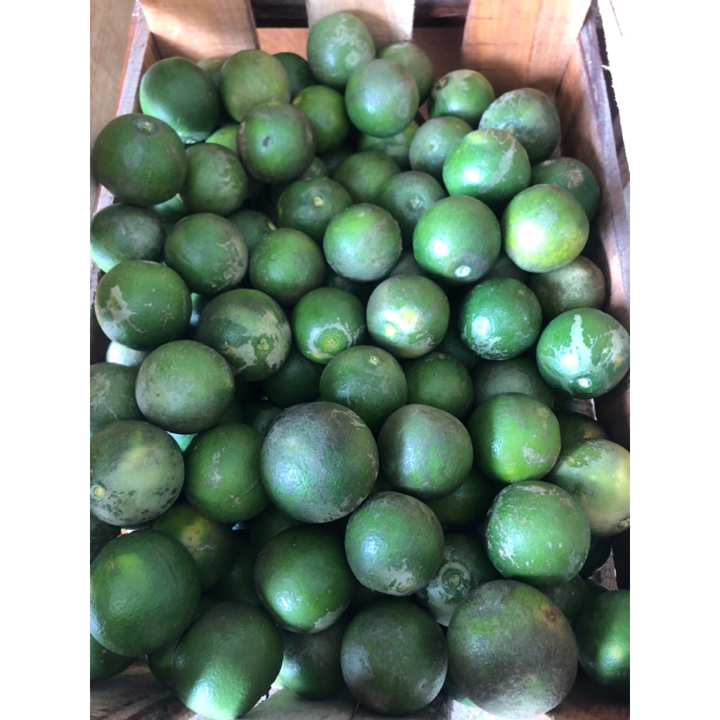 Jual Jeruk Peras Pacitan Baby Java 1 kg | Shopee Indonesia