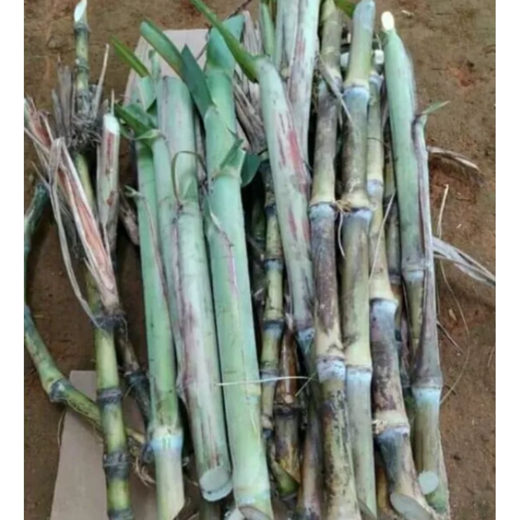 Jual paket satu ikat isi 10 bibit stek terubuk telur/trubuk telur siap ...