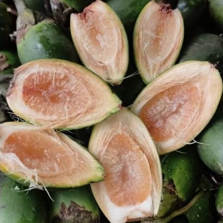 Jual BUAH PINANG MUDA(1KG)/ JAMBE MUDA | Shopee Indonesia