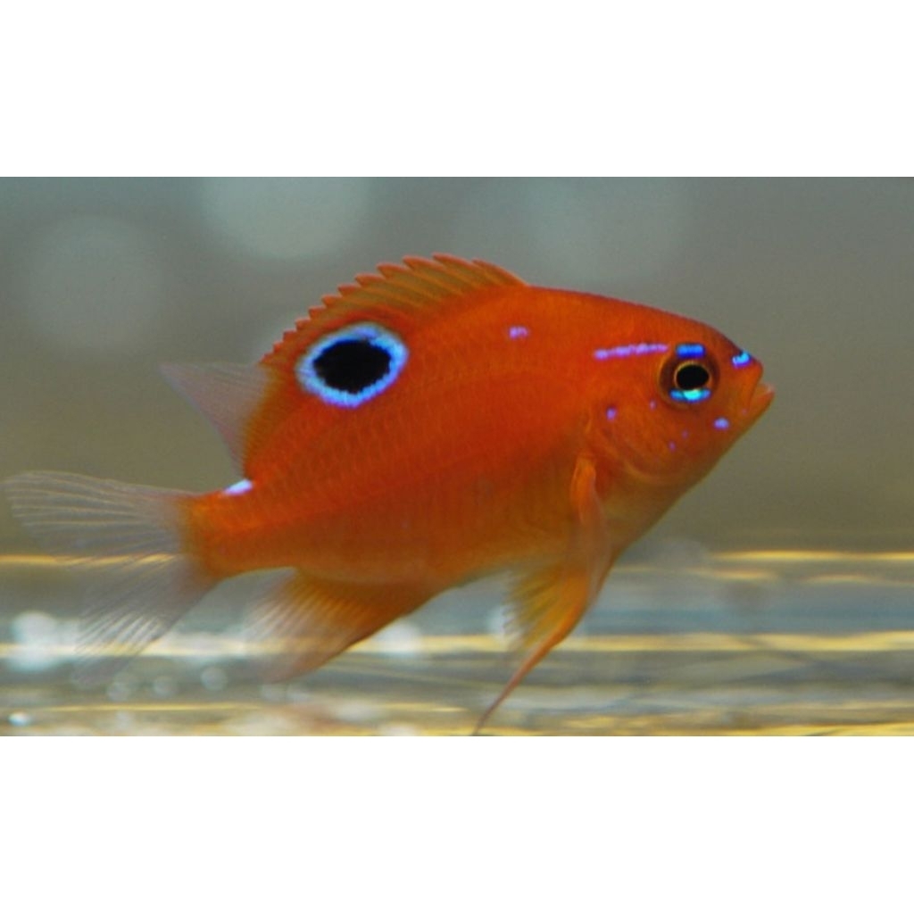 Jual ikan hias air laut betok merah betok bintang malam makan pelet ...