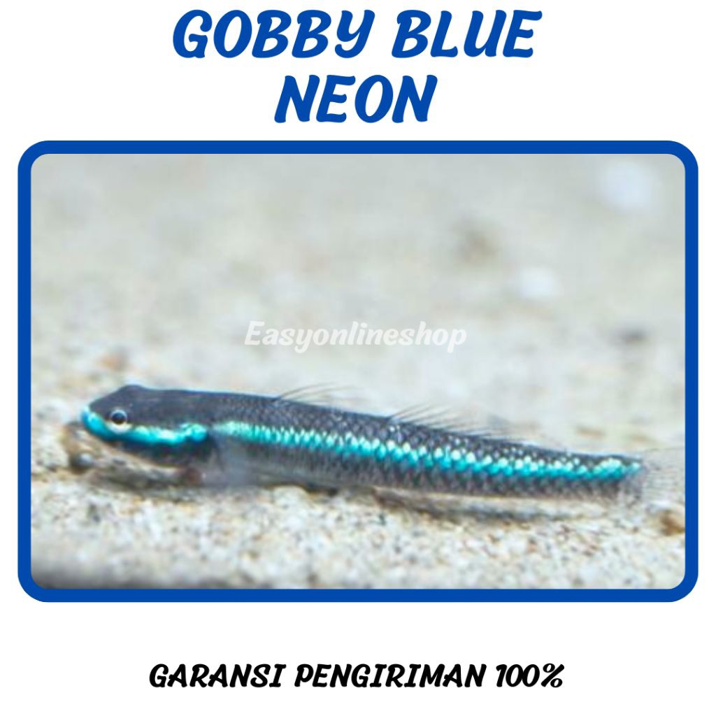 Jual Goby Blue Neon Gobby Blue Neon Algaeater Aquascape | Shopee Indonesia