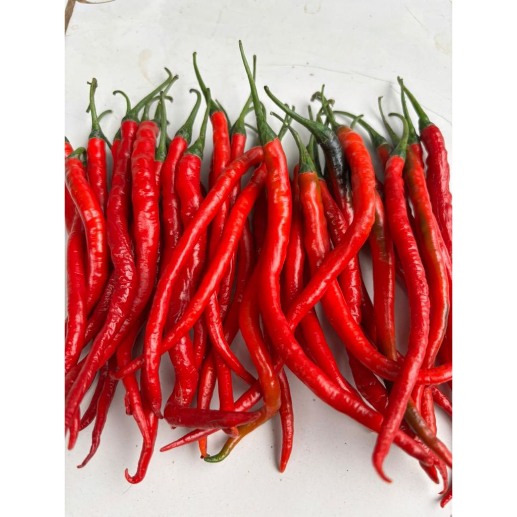 Jual cabe merah keriting segar 1kg | Shopee Indonesia