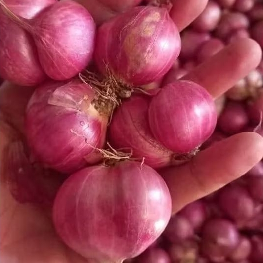 Jual Bawang Merah india 1kg Bawang Merah Besar bawang merah | Shopee ...