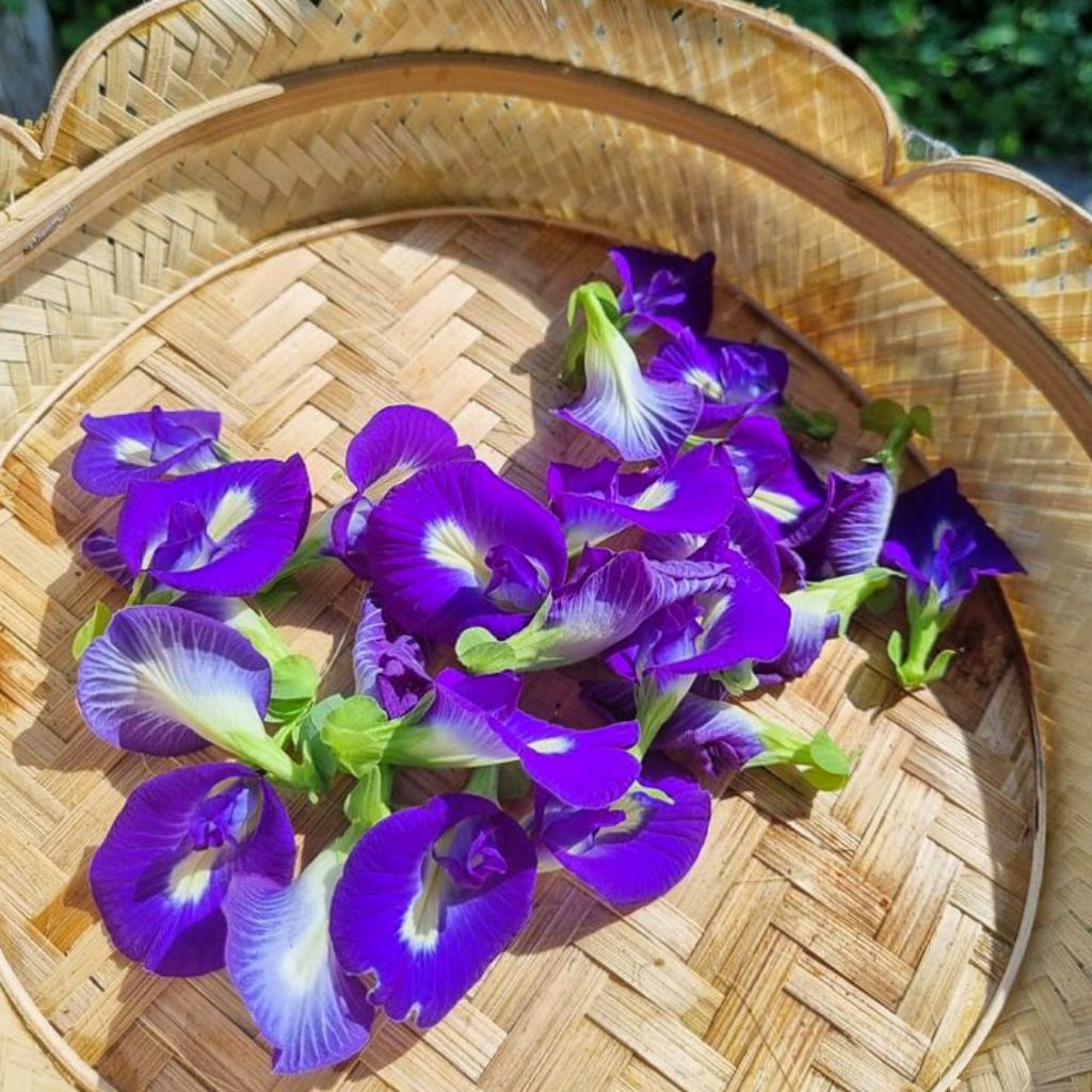 Jual BIBIT BUNGA TELANG FRESH PETIK DARI KEBUN | LITTLESUMMERS | Shopee ...