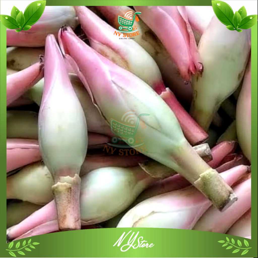 Jual 500 gram segar bunga kecombrang / BUNGA HONJE FRESH BARU PETIK ...