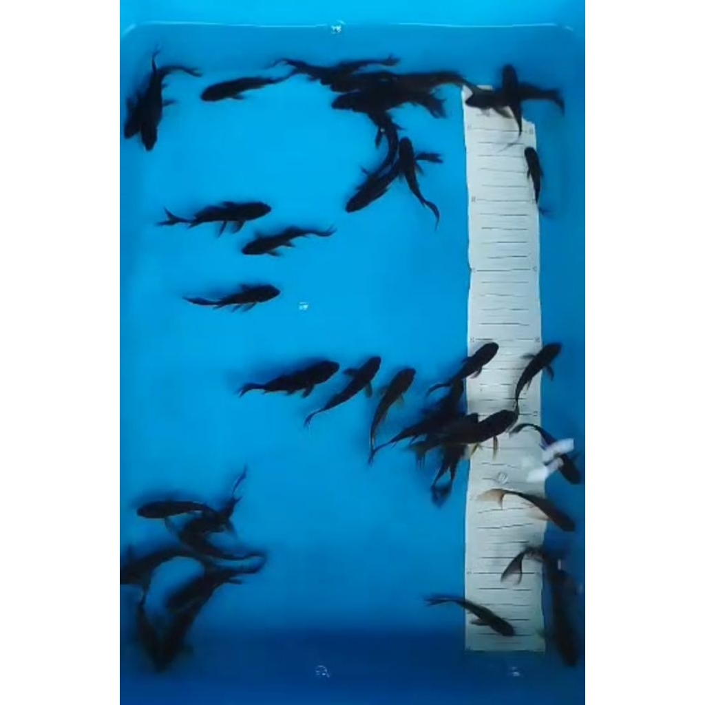 Jual Ikan koi Karasu kumpay ikan koi karasu slayer 7-10cm ikan langka ...