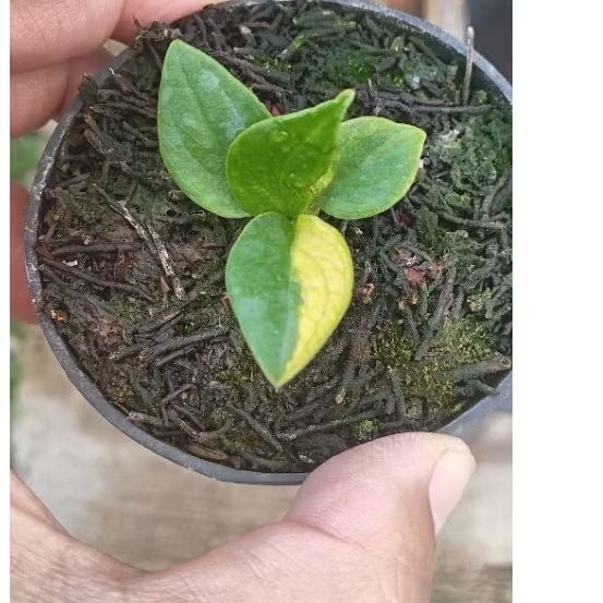 Jual 3 plant varigata | Shopee Indonesia