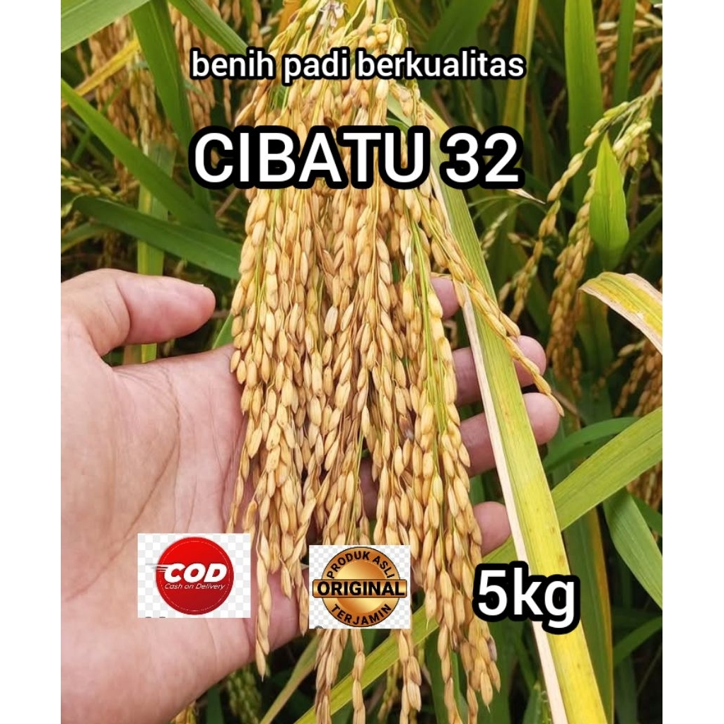 Jual Cibatu 32 berkualitas super kemasan 5kg | Shopee Indonesia