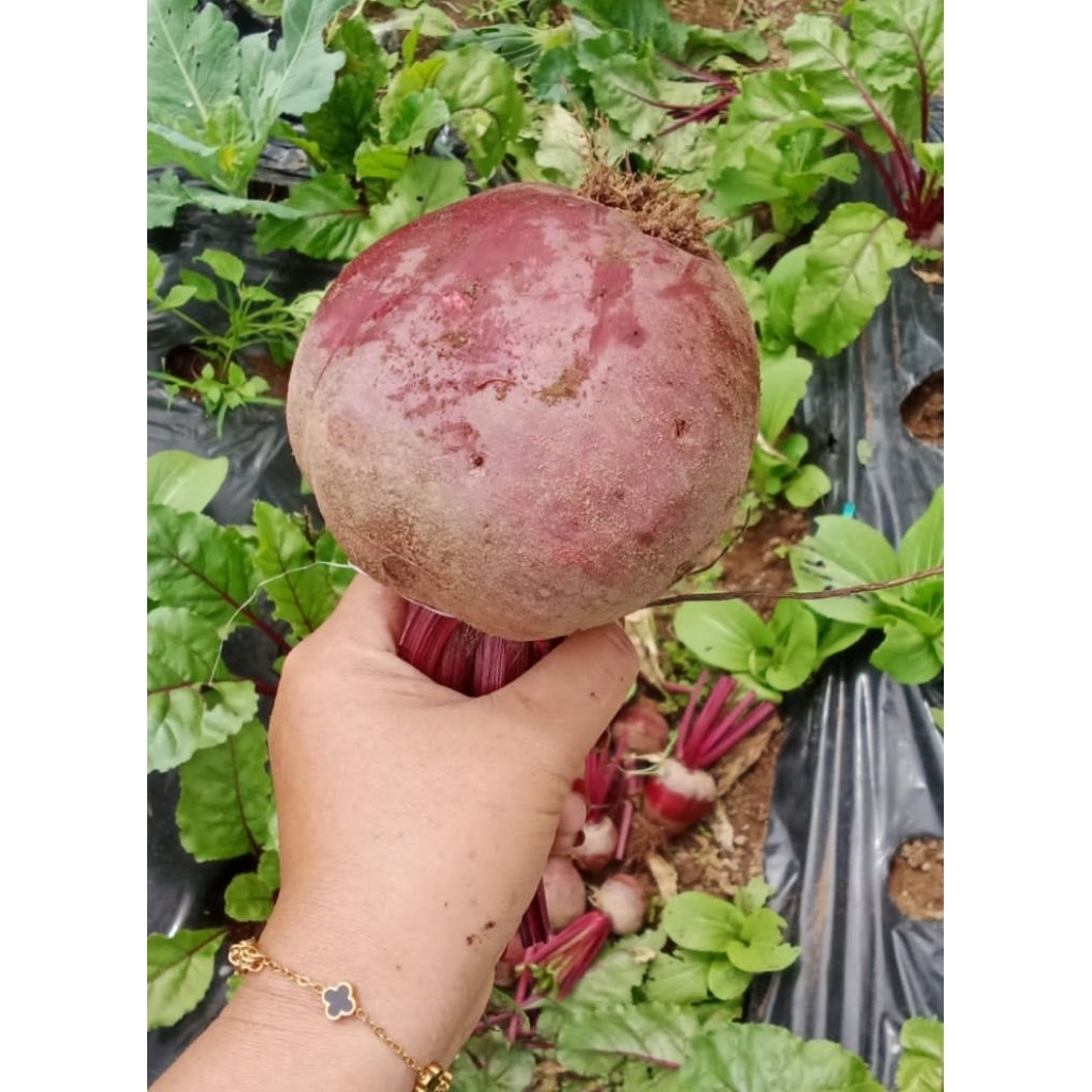 Jual buah bit beet root 1kg besar fresh | Shopee Indonesia