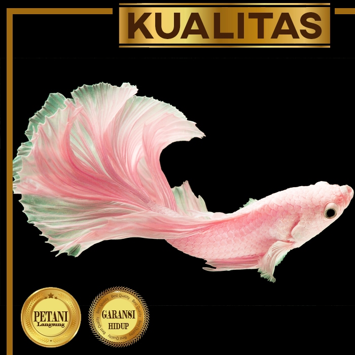 Jual Cupang Giant Pink Jantan Rosetail Ikan Hias Air Tawar Hiasan ...
