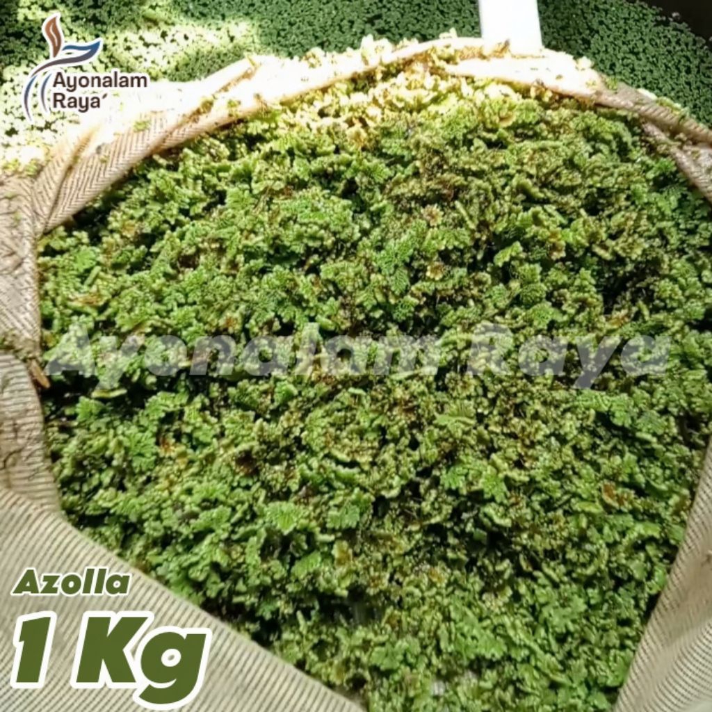 Jual bibit tanaman azolla 1kg pakan ternak protein tinggi benih azola ...