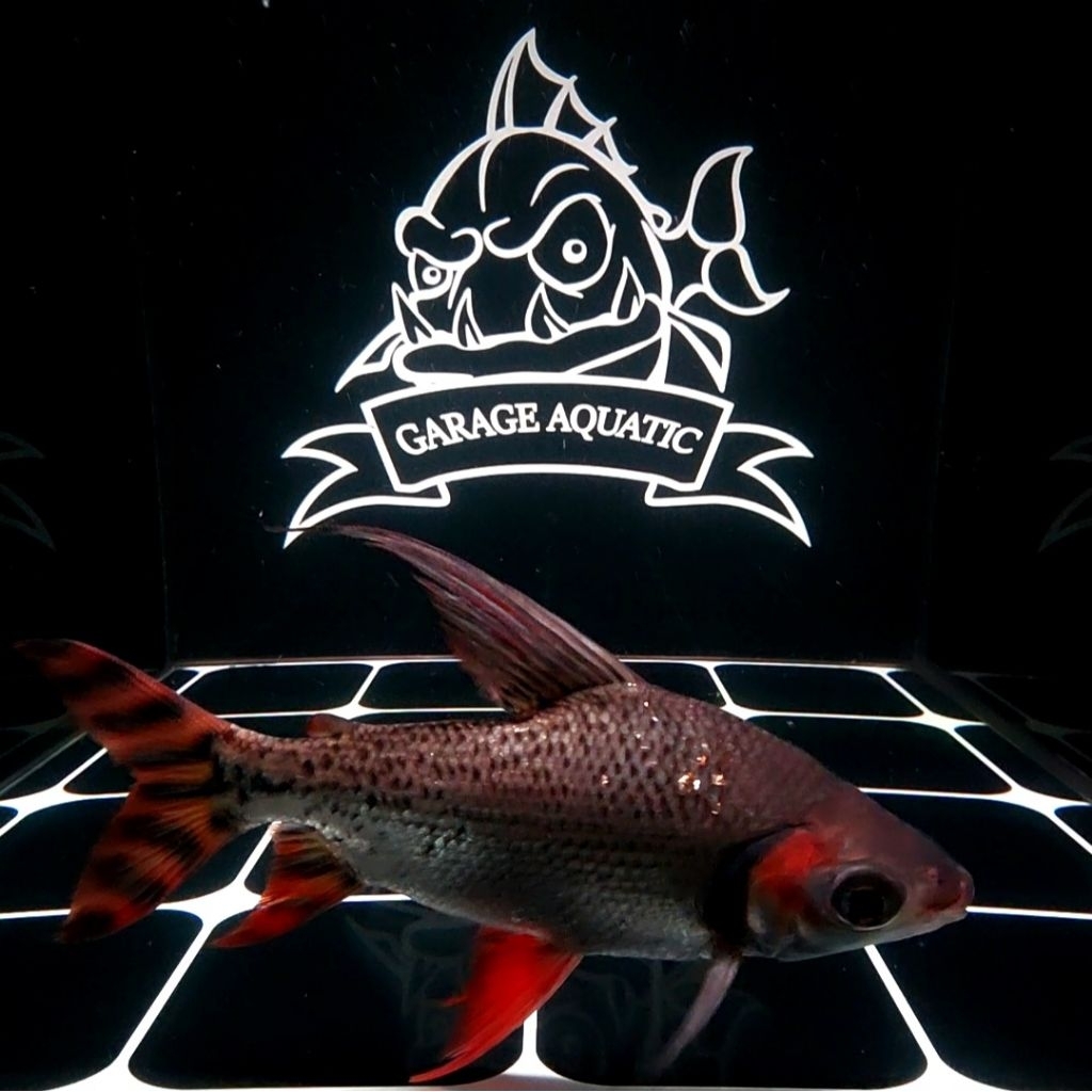 Jual (INSTANT) RED FEIFENG AMERICAN FLAGTAIL TANK MATE IKAN HIAS ...