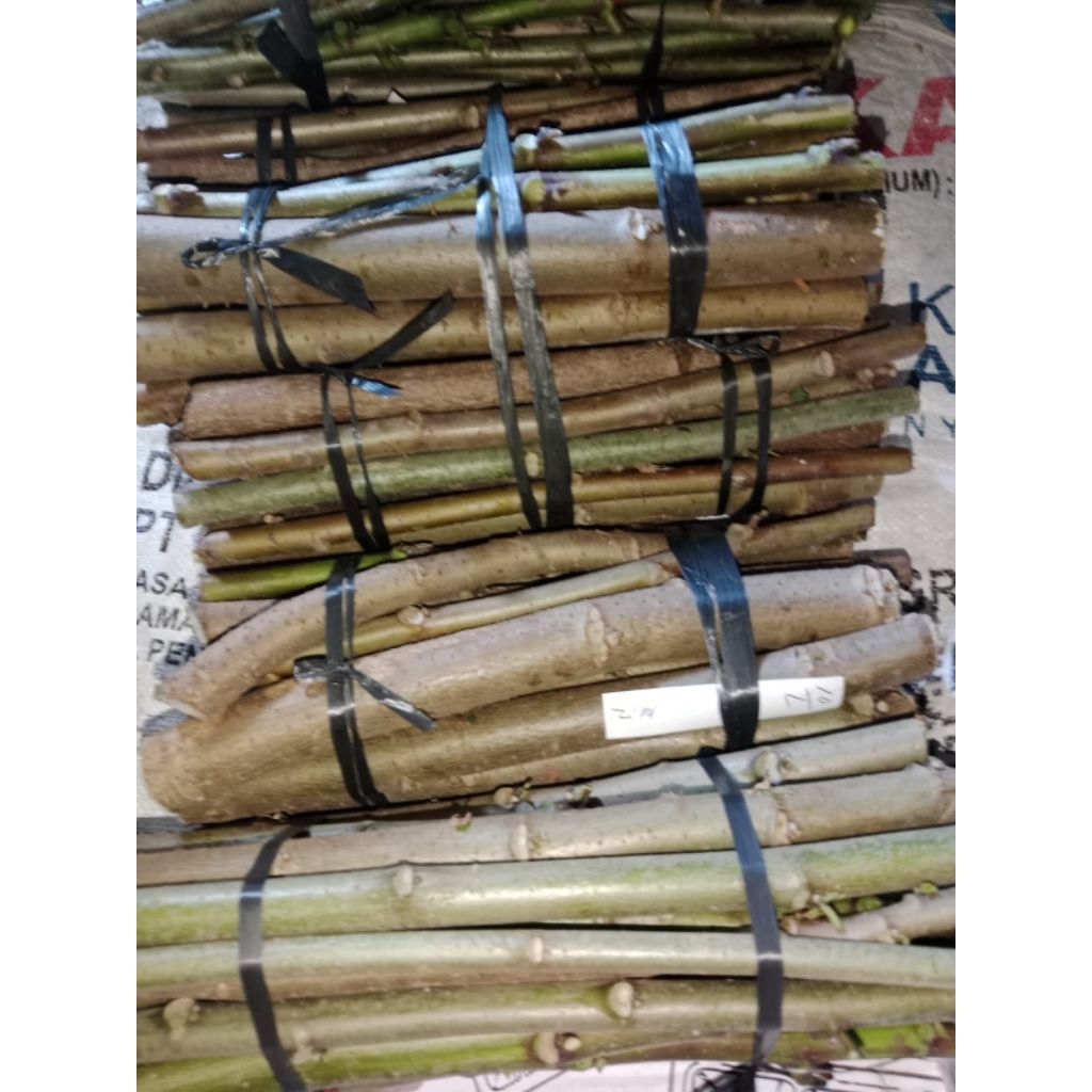 Jual Bibit Singkong Telo papua pakan Ternak isi 20 batang Segar tebal ...