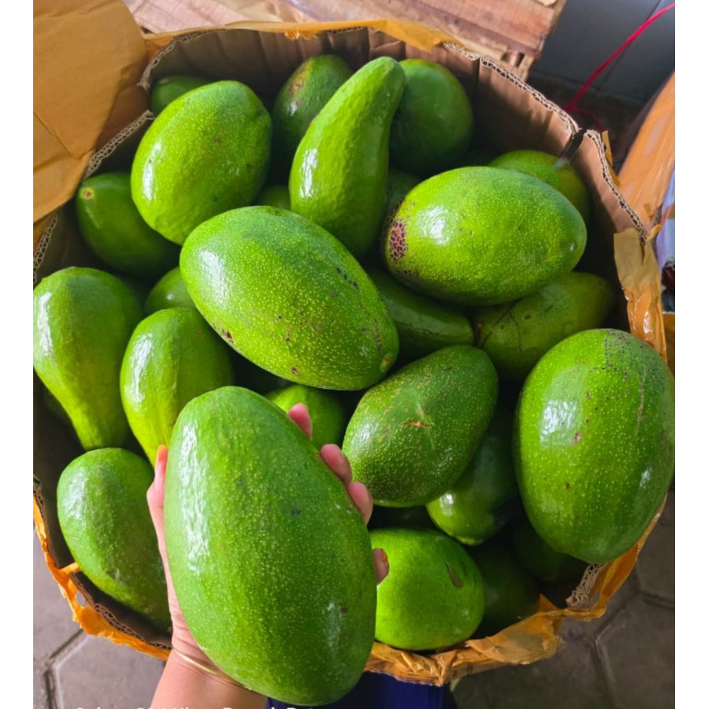Jual Alpukat jumbo pluwang/kendil 1 kg | Shopee Indonesia