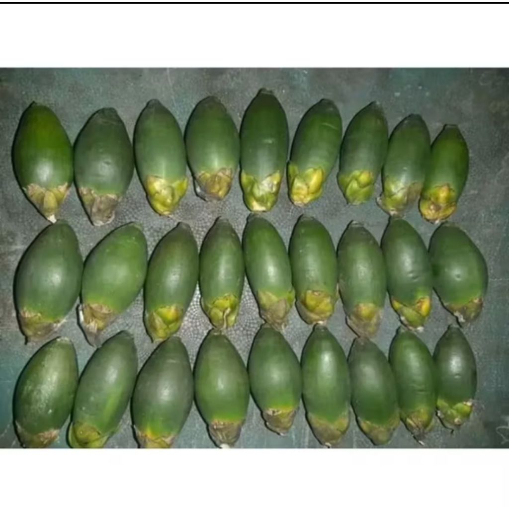 Jual (READY) Buah Pinang Muda Jambe - Pinang Muda Fresh 1kg | Shopee ...