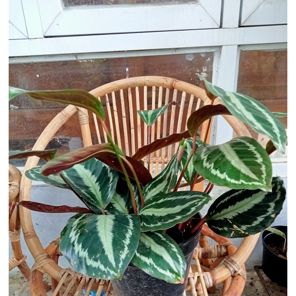 Jual calathea picturata vandenheckei - calathea merak calathea ...