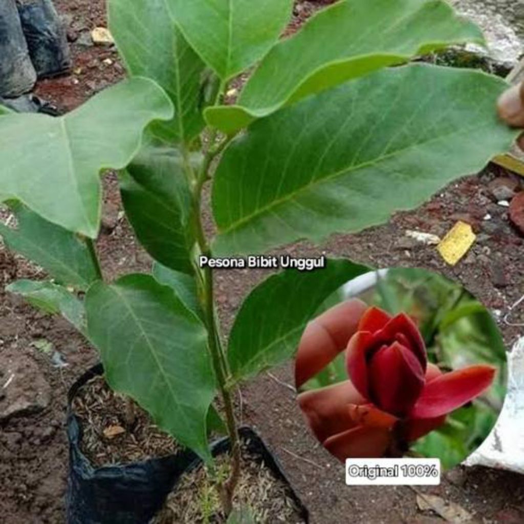 Jual Bibit Bunga Kantil Merah Langka Cangkok Cepat Berbunga | Shopee ...