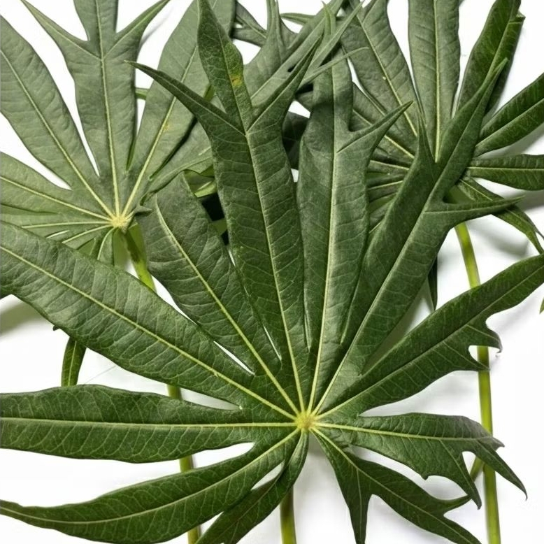 Jual Daun Betadine Segar Per Lembar Daun Jatropha Multifida Obat Luka ...