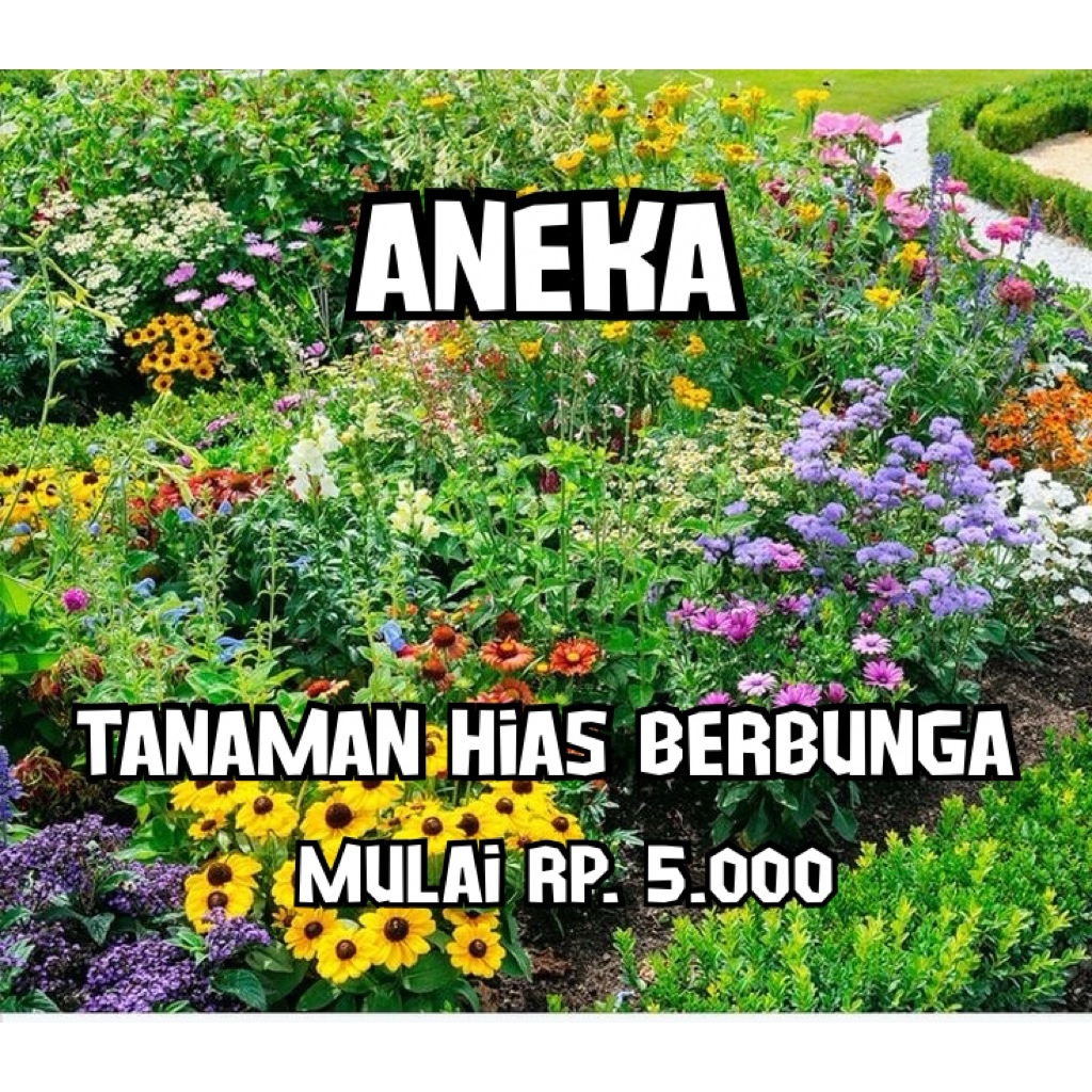 Jual Aneka Tanaman Hias Berbunga Rimbun Cantik Tahan Panas Dan Rajin ...