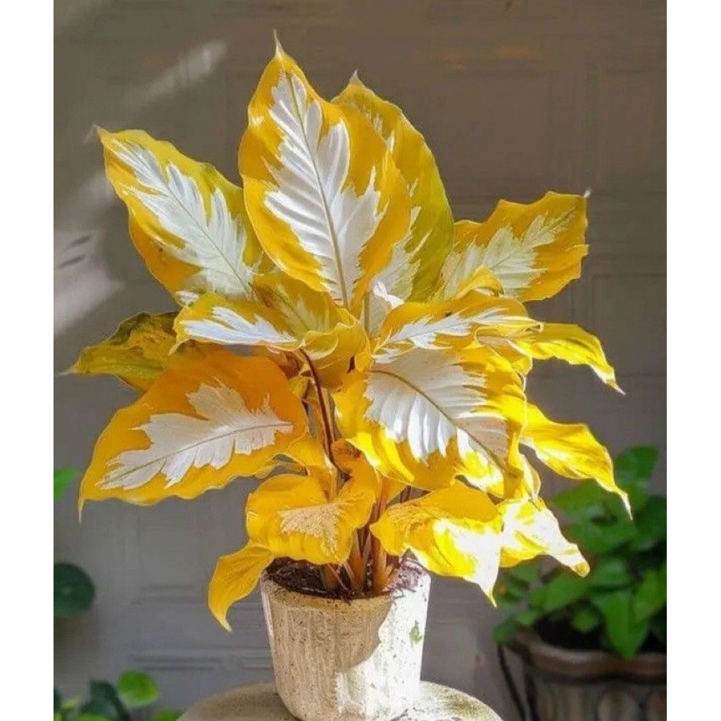 Jual umbi Caladium thailand kuning&white keladi thailand cantik ...
