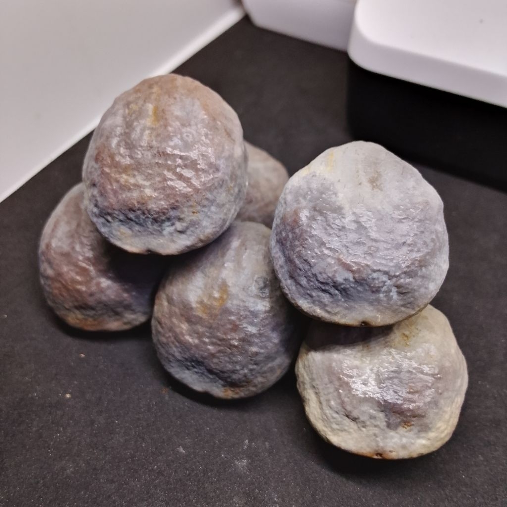 Jual Bibit Muncang DAMPA BARGOLA X LiPEN | Shopee Indonesia