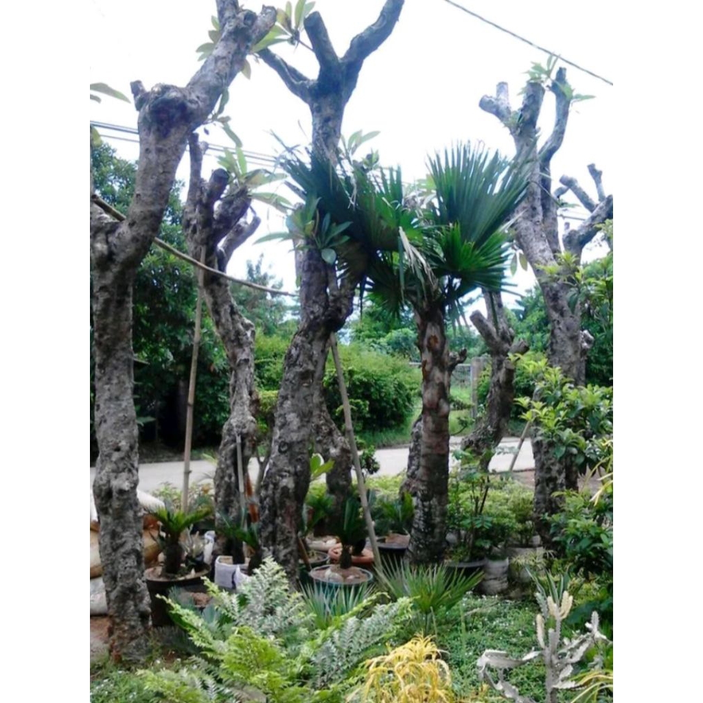 Jual Pohon Kamboja Fosil atau Batang Besar | Shopee Indonesia