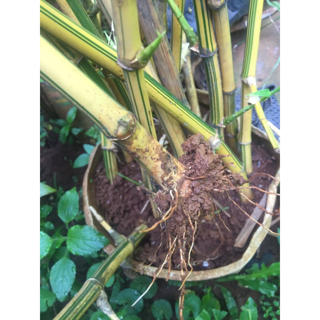 Jual bibit Bambu kuning berakar, bibit tanaman bambu, pohon bambu ...