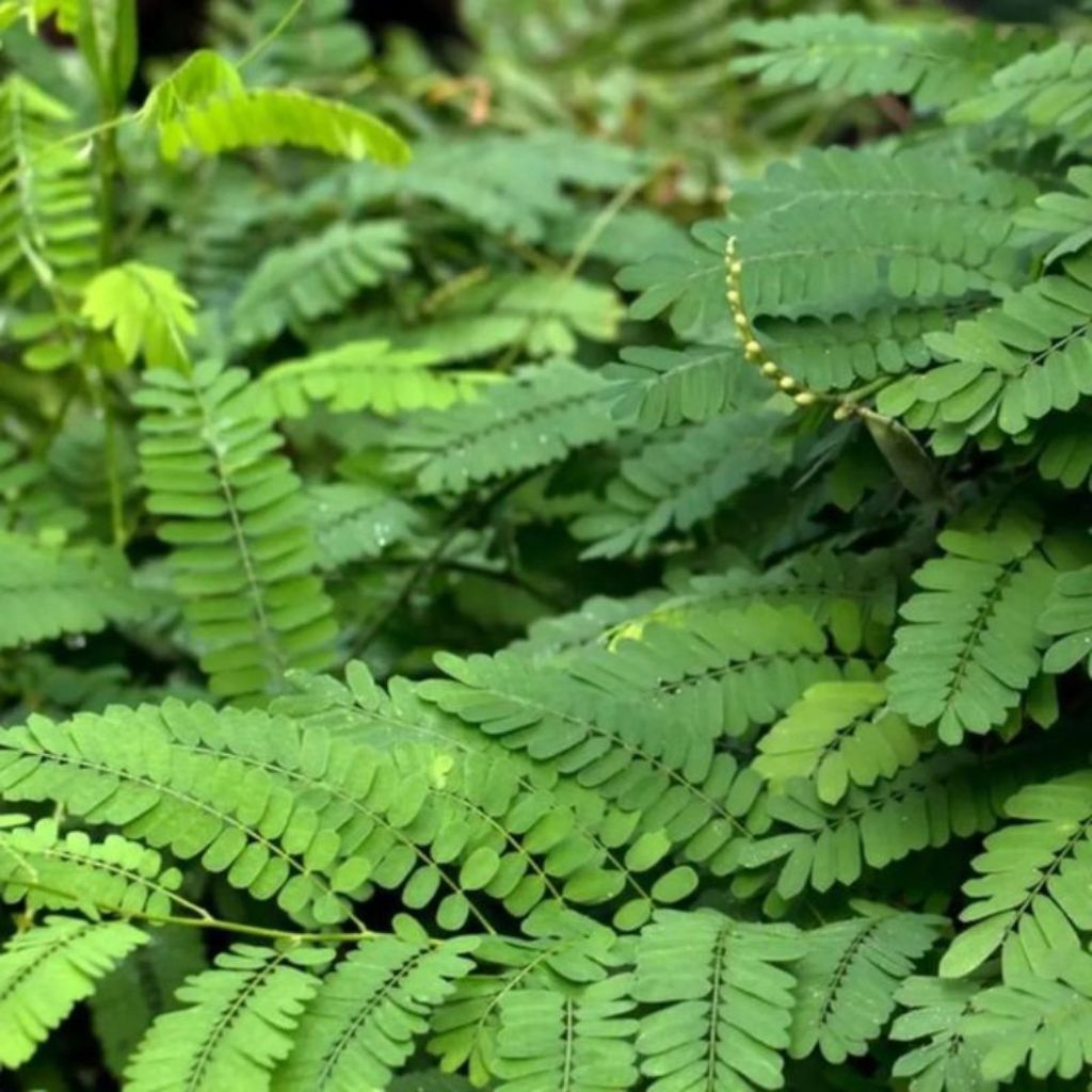 Jual Daun Saga Rambat Segar Herbal Banyak Manfaat 100gr | Shopee Indonesia