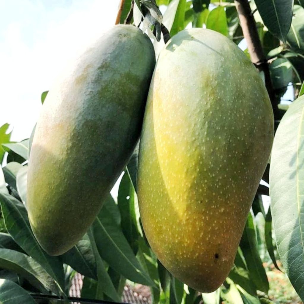 Jual Mangga Kiojay MATANG Manis Poll Segar Tebal Full Daging Kenyal ...