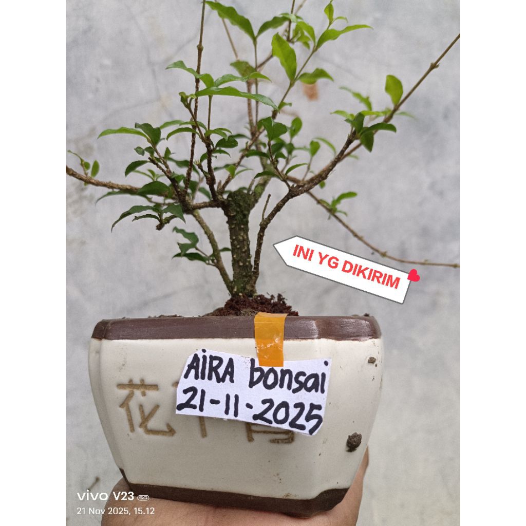 Jual bahan bonsai sakura micro japan bunga pink | Shopee Indonesia