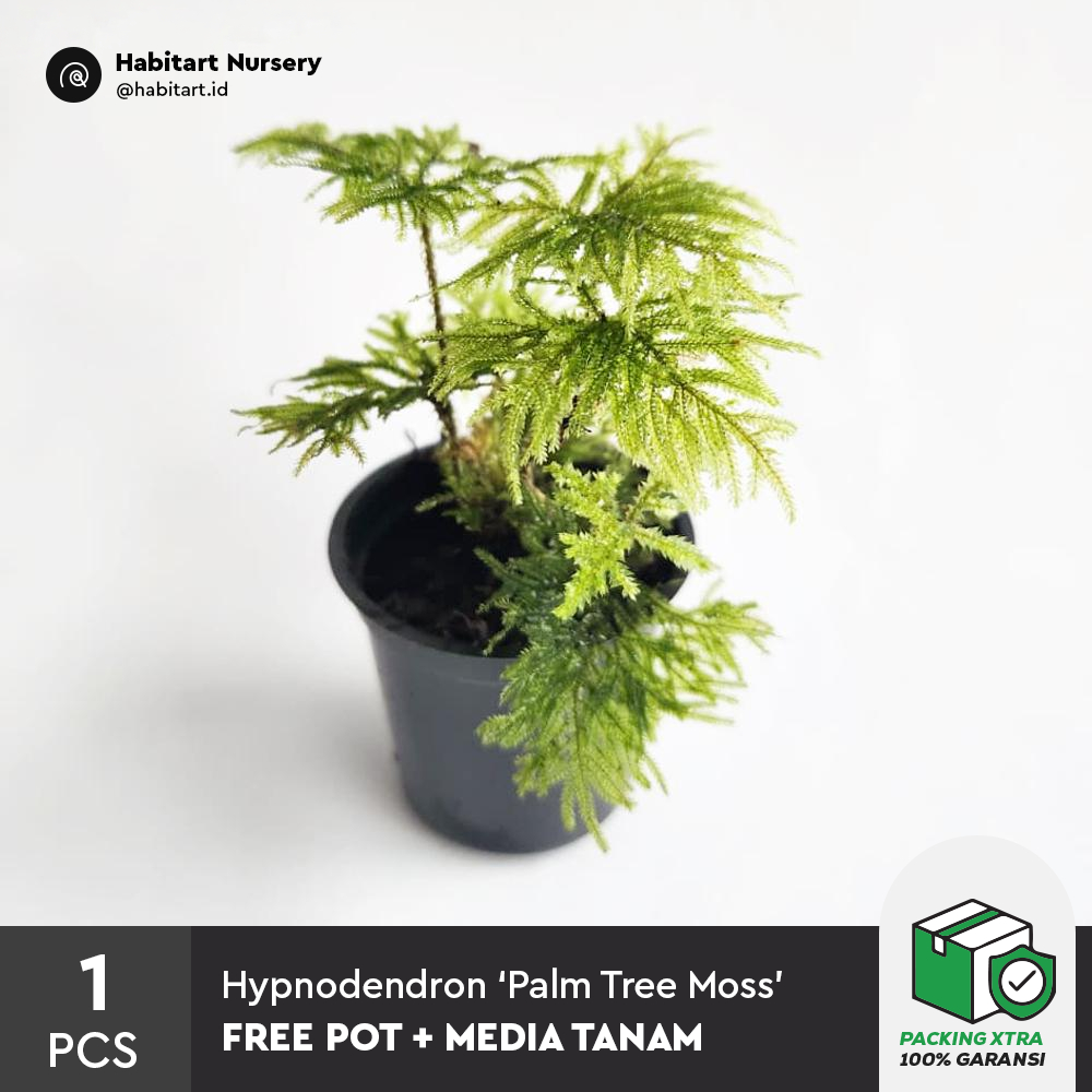 Jual Habitart - Hypnodendron comosum 'Palm Tree Moss' - Lumut Hias Mini ...