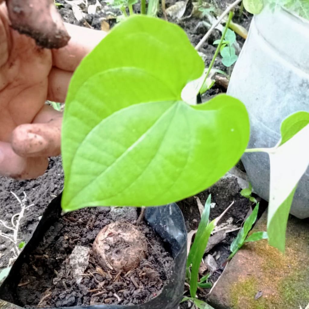 Jual BIBIT UMBI GEMBILI KETAN || DAGING MANIS PULEN || BIBIT SANGAT ...