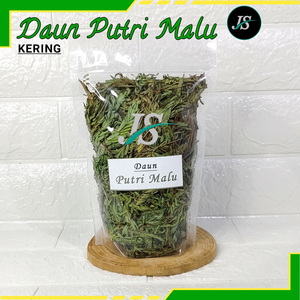 Jual Daun Putri Malu Kering 50 Gram MURNI DAUN ( Mimosa pudica ) Jukut ...