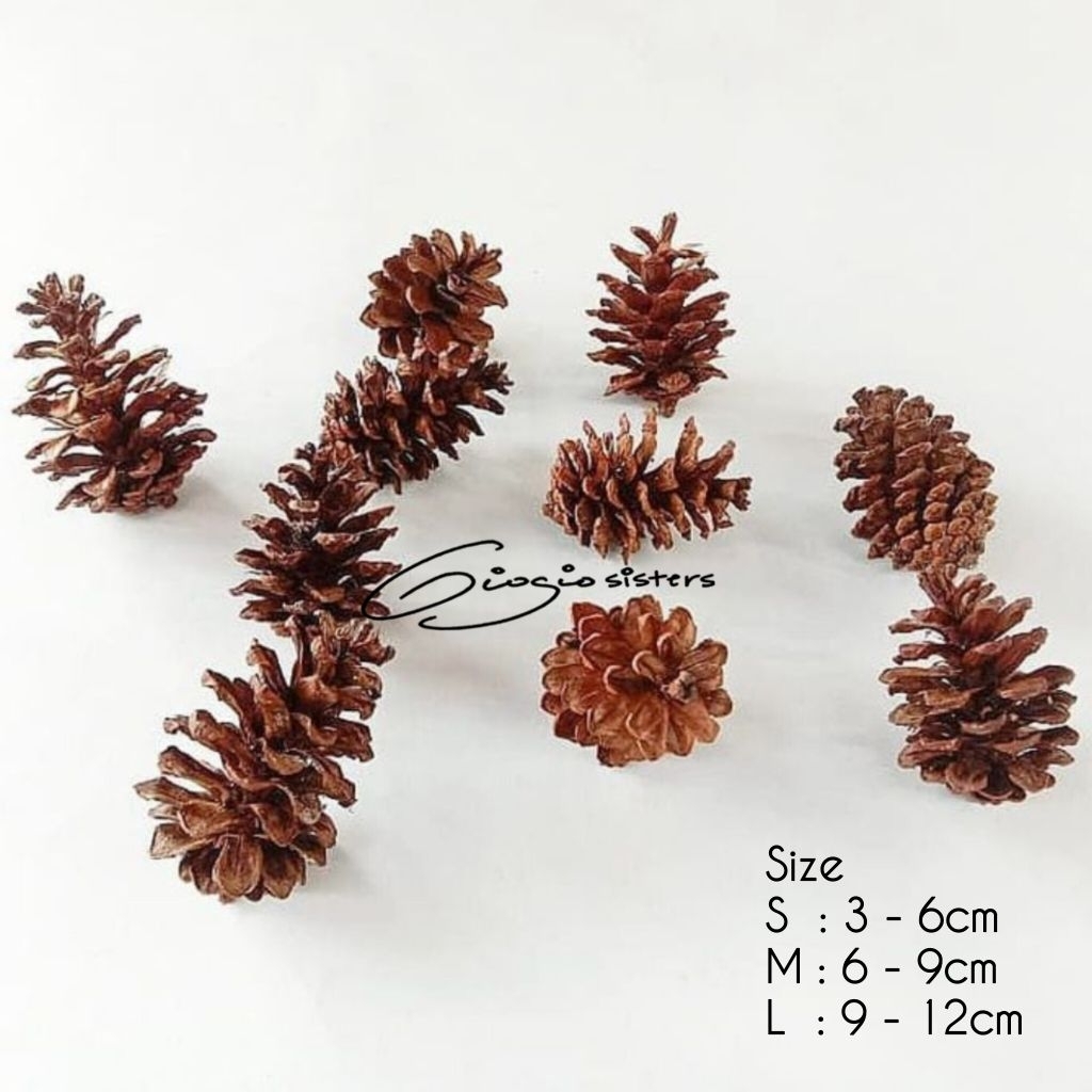 Jual Buah Pinus Kering Natural / Pine Cone Original / Dried Pine Cone ...