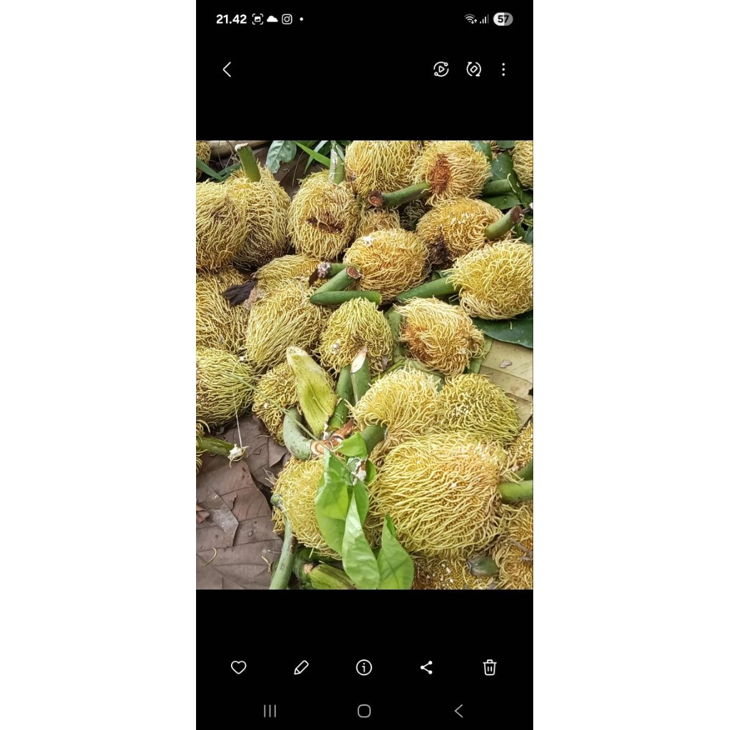 Jual JARUK TARAP MAMA UNUL | Shopee Indonesia