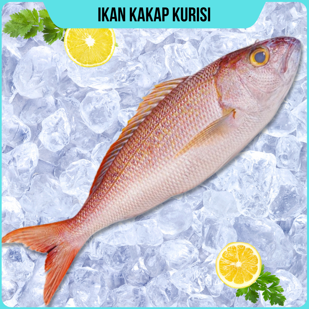Jual Ikan KAKAP KURISI Segar Premium Frozen food | Shopee Indonesia