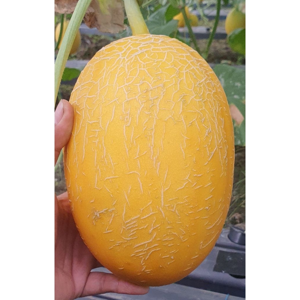 Jual MELON SWEET LAVENDER (1KG) | Shopee Indonesia