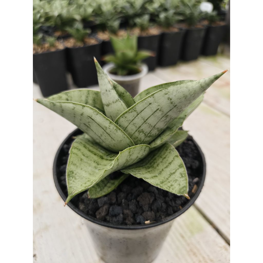 Jual sansevieria Satria | Shopee Indonesia