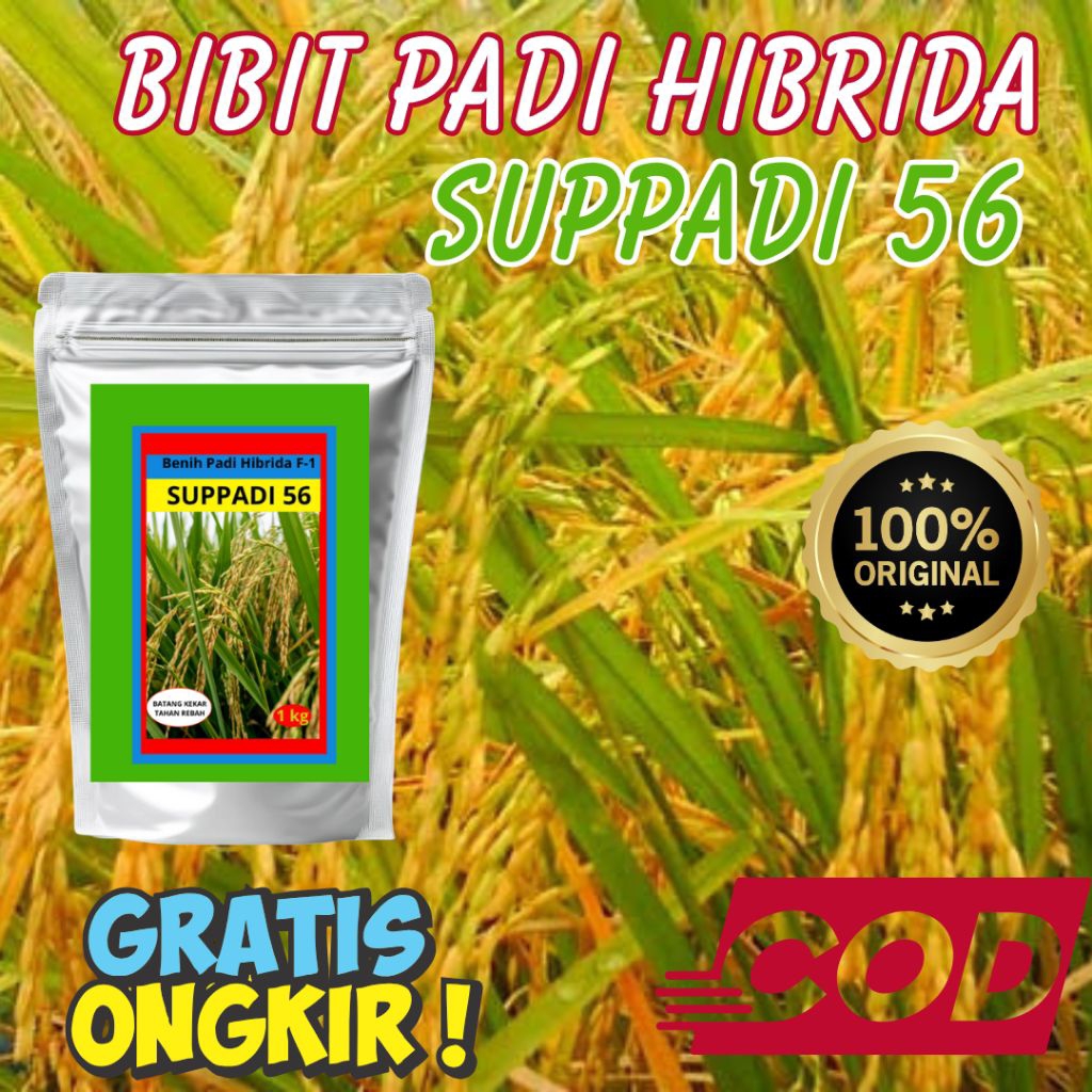 Jual (5kg)Bibit padi hibrida F-1 suppadi 56 berkualitas tinggi 100% ...